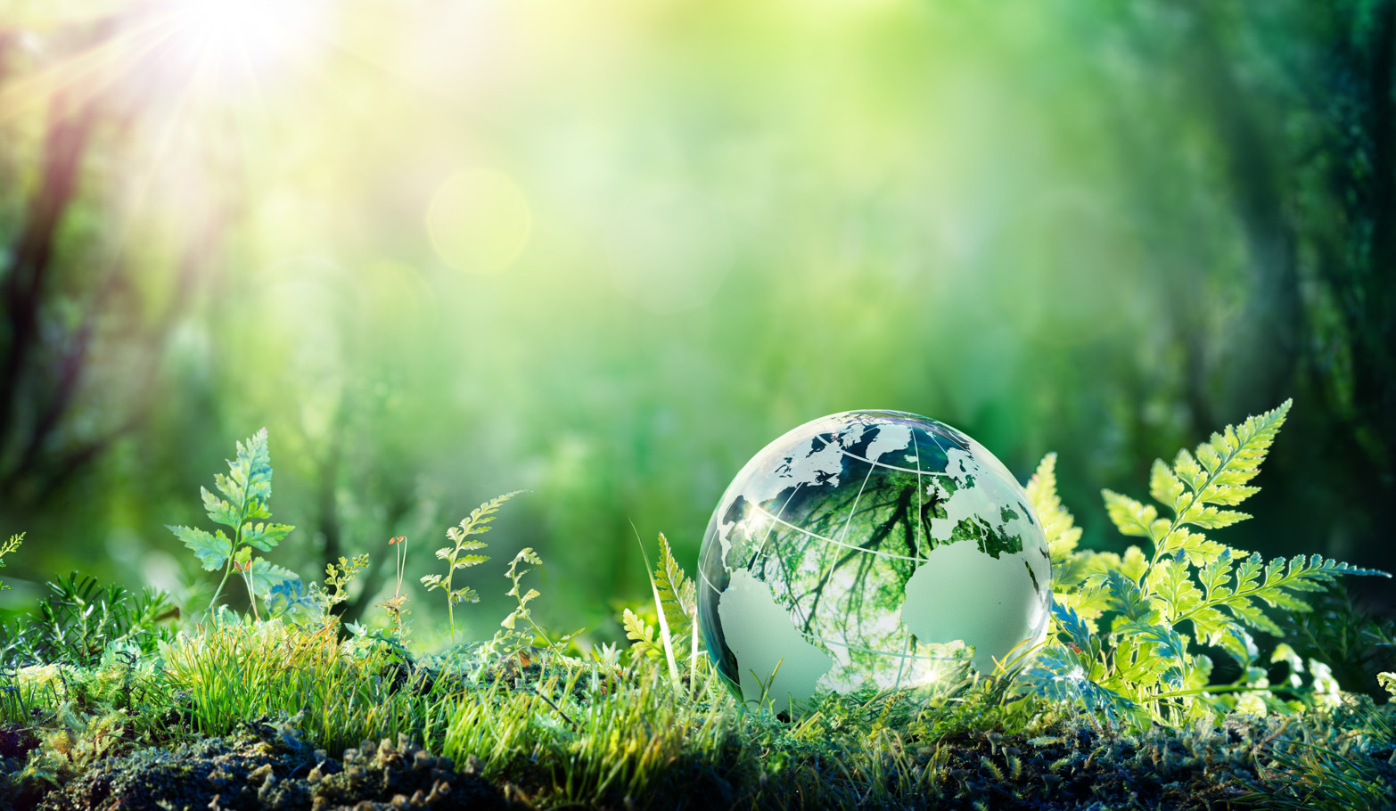 Championing a Greener World: Our Environmental Impact - Hunterlodge